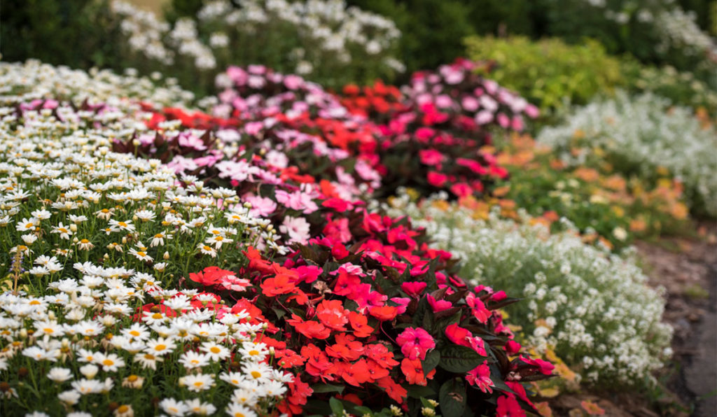 Get Inspired! - SunPatiens