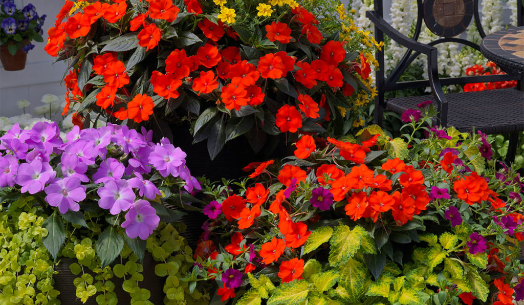 Get Inspired! - SunPatiens