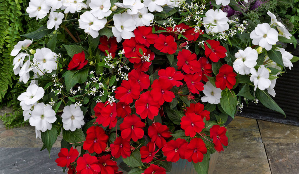Get Inspired! - SunPatiens