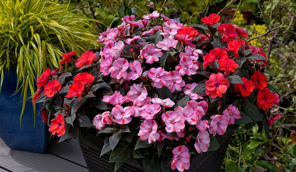 Get Inspired! - SunPatiens