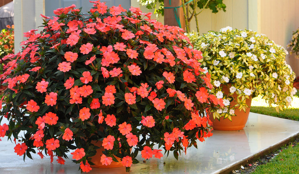 Get Inspired! - SunPatiens