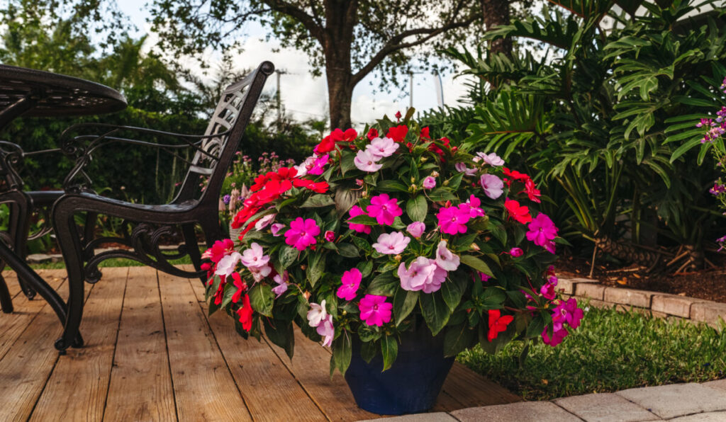 Get Inspired! - SunPatiens