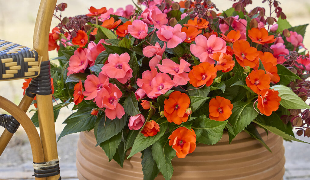 Get Inspired! - SunPatiens