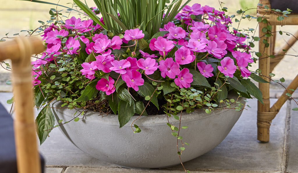 Get Inspired! - SunPatiens