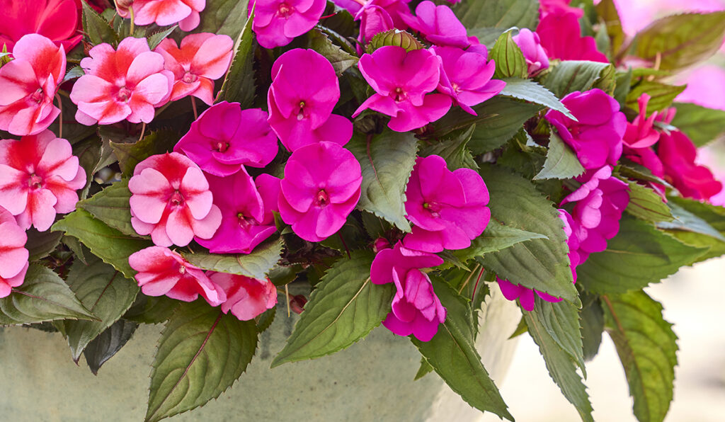 Get Inspired! - SunPatiens