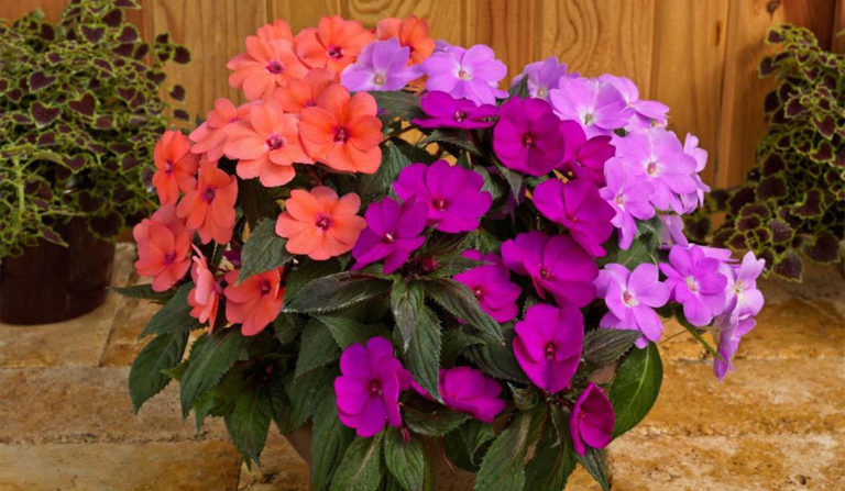 Get Inspired! - SunPatiens