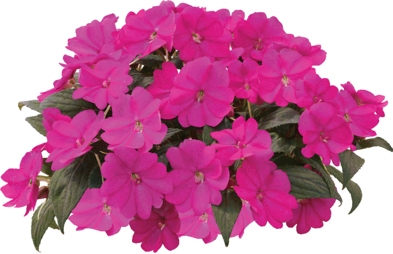 Home - SunPatiens