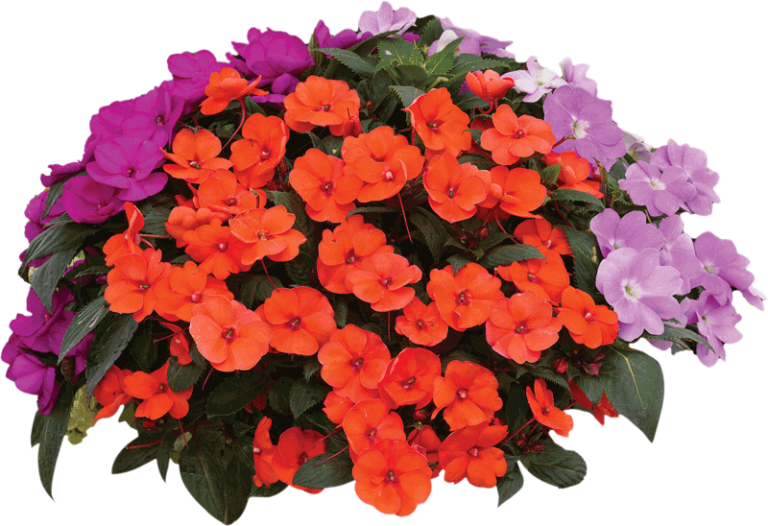 Home - SunPatiens