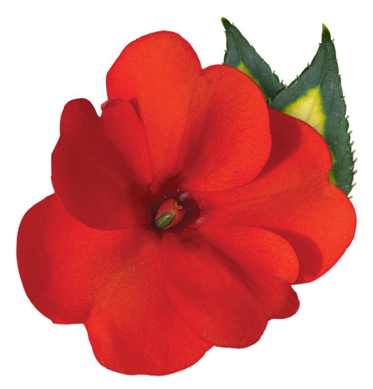 Meet SunPatiens - SunPatiens