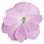 Meet SunPatiens - SunPatiens