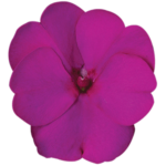 Meet SunPatiens - SunPatiens