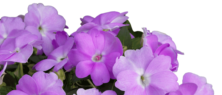 Get Inspired! - SunPatiens