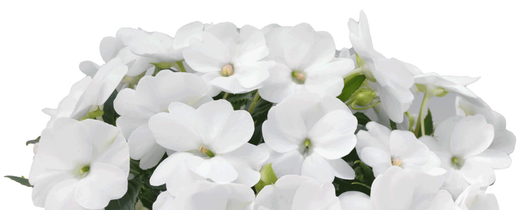 Get Inspired! - SunPatiens