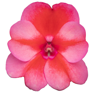 Meet SunPatiens - SunPatiens
